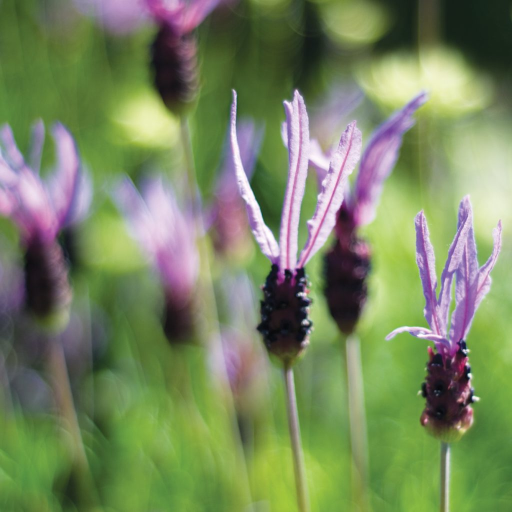 weddings1 - The Darenth